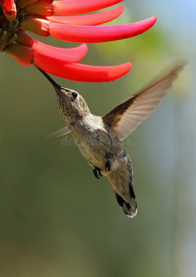 Swarm of Hummingbirds at a Feeder Stock Photo - Image of nature, fauna ...
