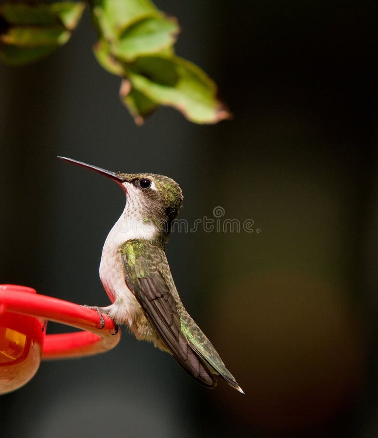 Humming Bird stock photo. Image of eyes, beek, bird, leaves - 6509702