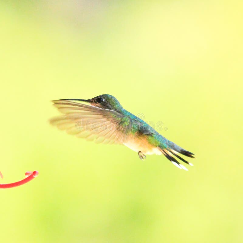 Humming Bird in Flight stock image. Image of bird, fall - 150824973