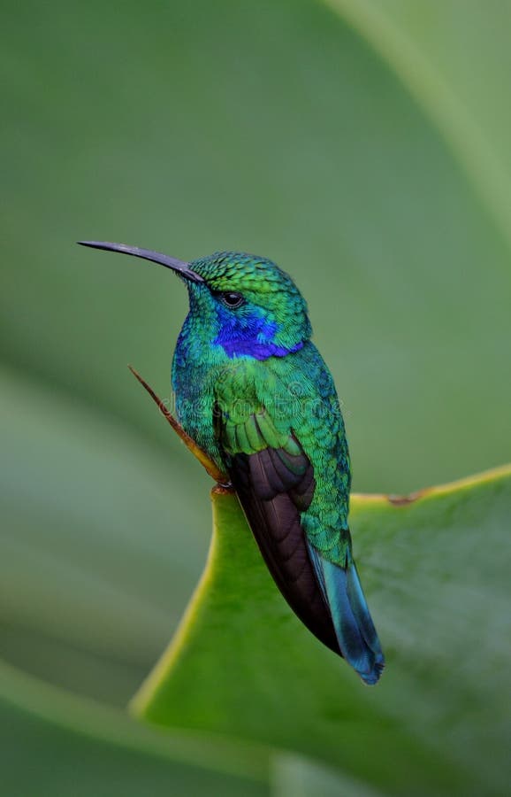 Male Green-Breasted Mango Hummingbird Stock Photo - Image of rica ...