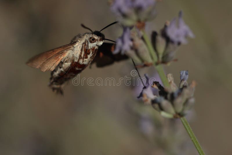 Humming Bird Hawk Moth Hovering beside a Flower. Stock Image - Image of ...