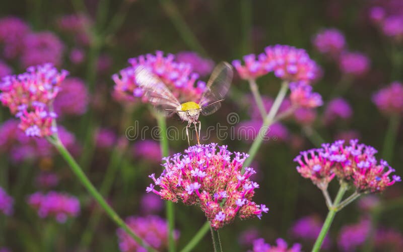 Humming bird hawk moth stock image. Image of moth, balm - 77273063