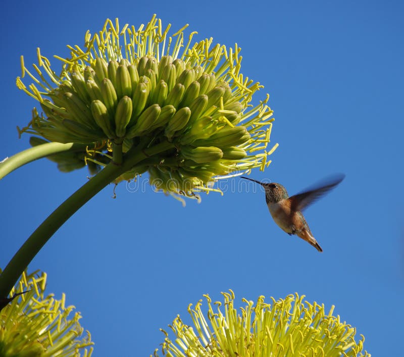 Hummingbird in Flight Against Bright Blue Sky Stock Image - Image of ...