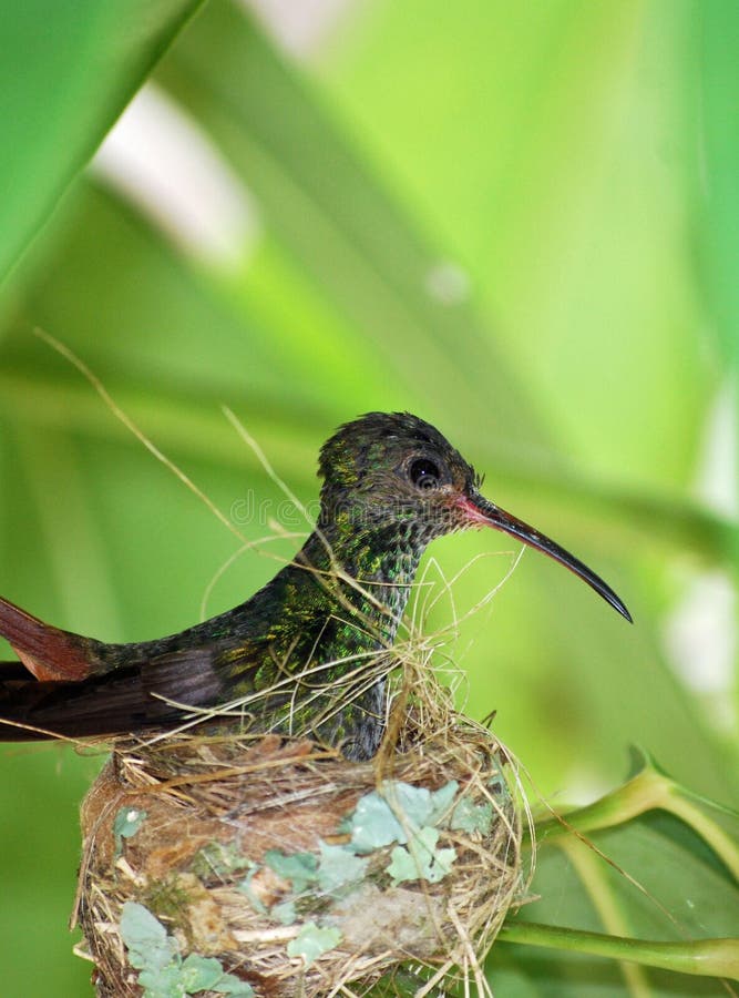 Humming Bird Resting in a Nest. Stock Image - Image of extraordinary ...