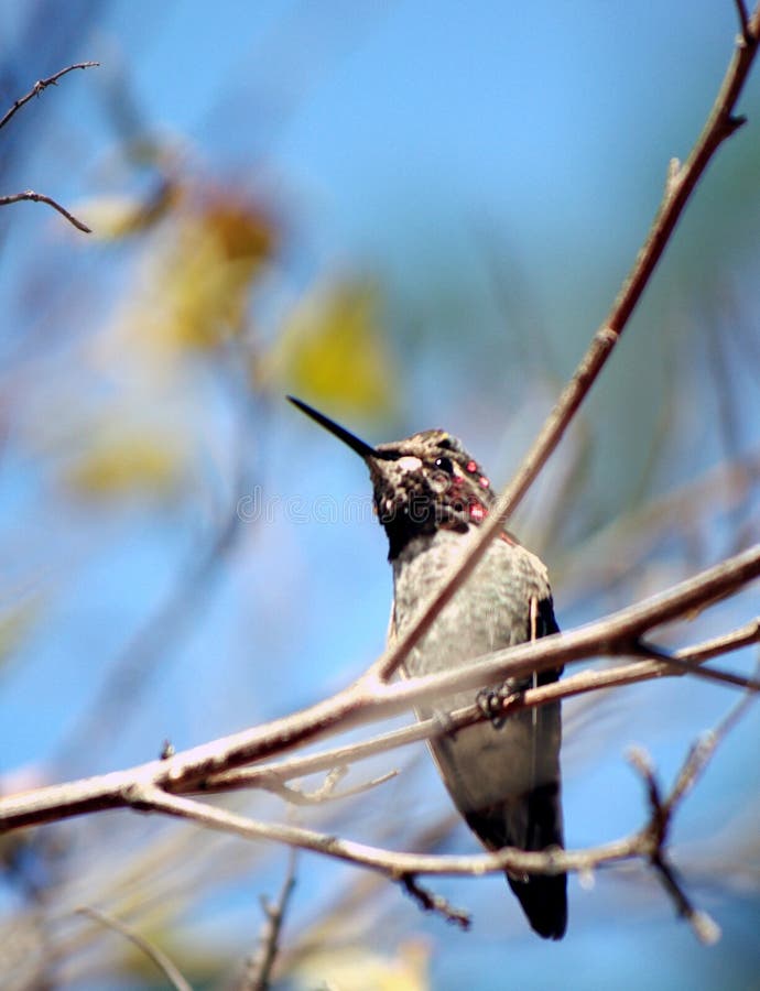 A Humming Bird Resting on a Tree Branch Stock Photo - Image of white ...