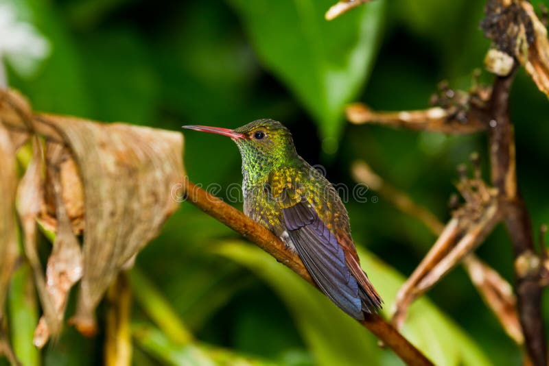 Humming bird in tree stock image. Image of wildlife, beauty - 13408615