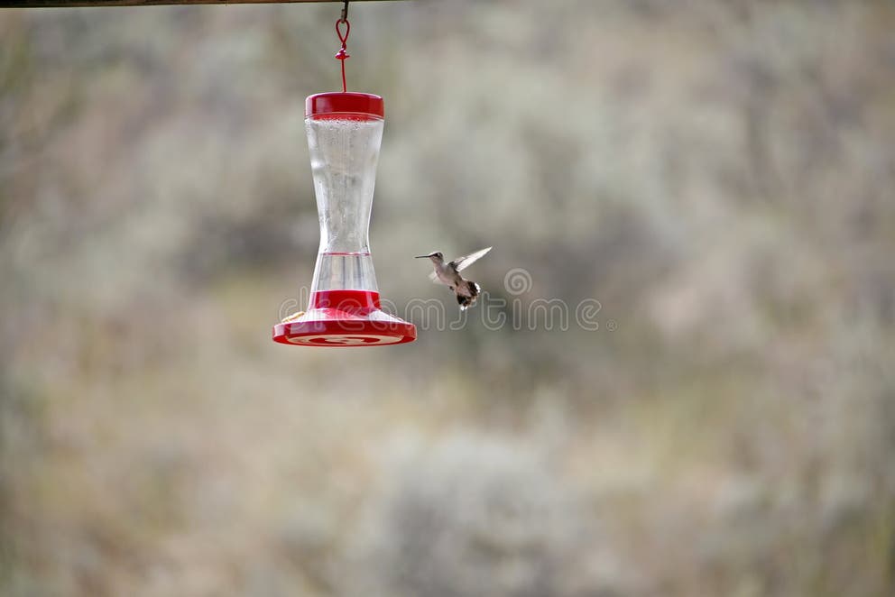 Humming bird view stock photo. Image of water, hummingbirds - 16036854