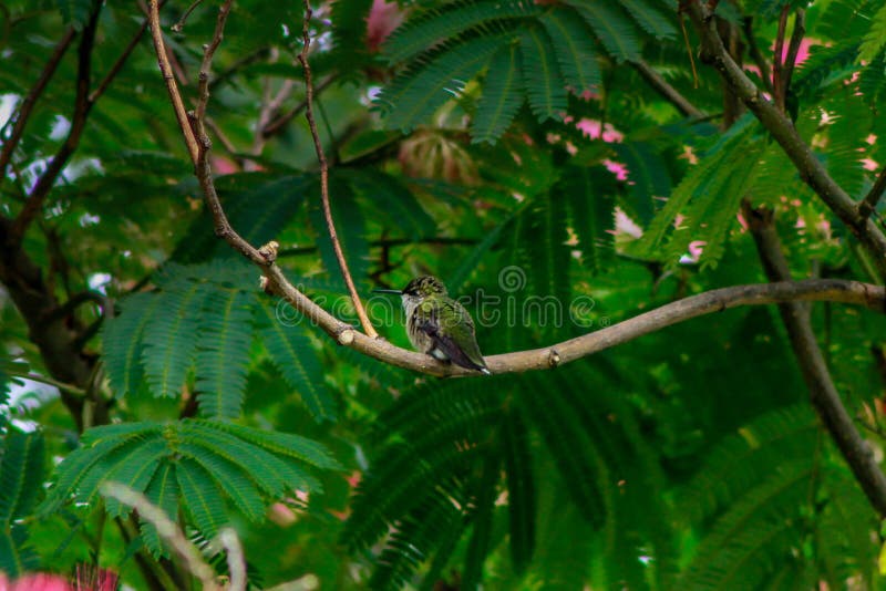 Humming bird stock photo. Image of bird, late, surroundings - 43286288