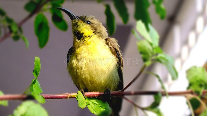 Humming bird stock photo. Image of finch, yellow, fauna - 66663310