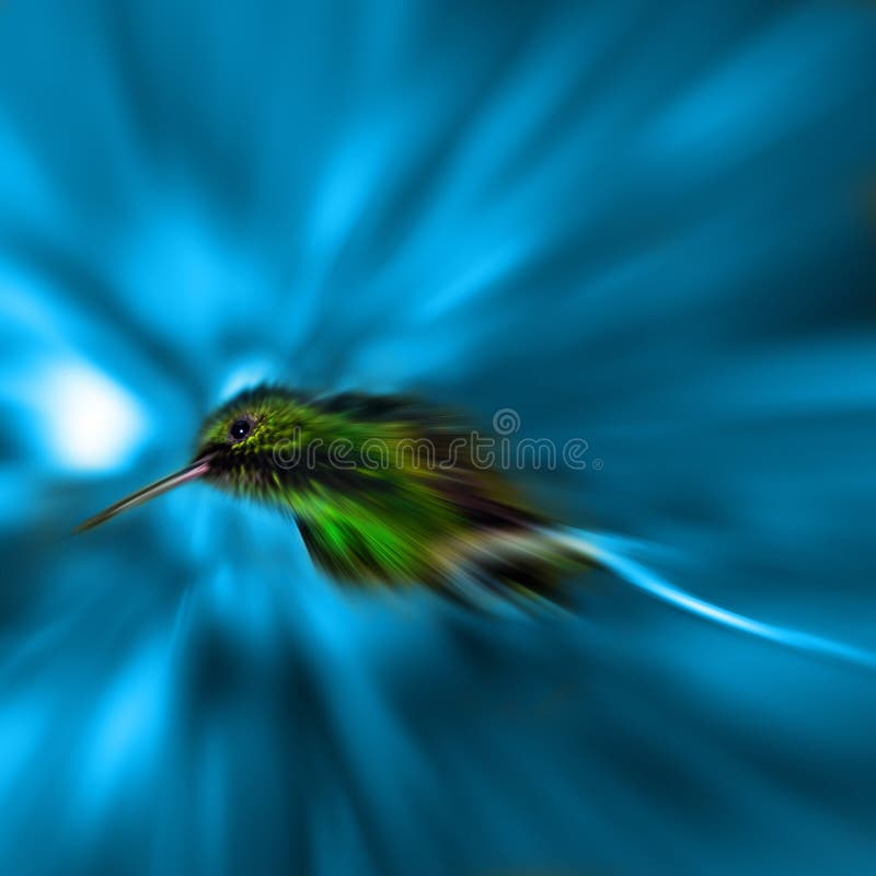 Humming Bird - Zoom Blured - Blue BG Stock Image - Image of twig, still ...