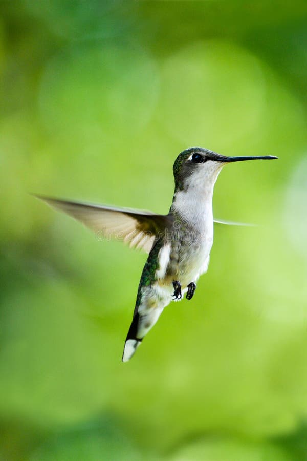 Humming Birds Happy day stock image. Image of humming - 56237807