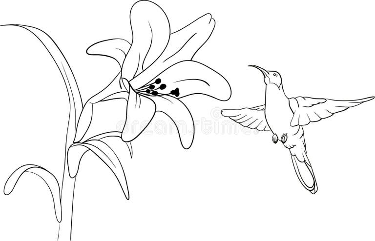 Hummingbird Feeder Stock Illustrations – 1,004 Hummingbird Feeder Stock ...