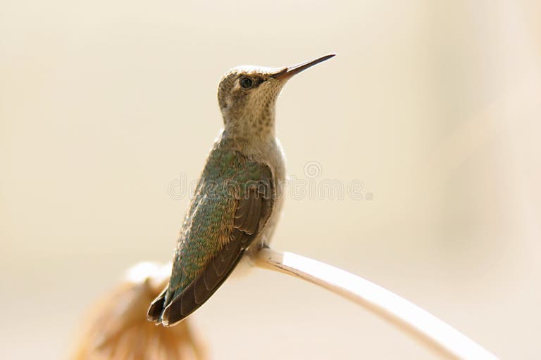 Hummingbird stock image. Image of papyrus, beak, wing - 14666283