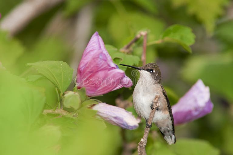 595 Little Blue Hummingbird Stock Photos - Free & Royalty-Free Stock ...
