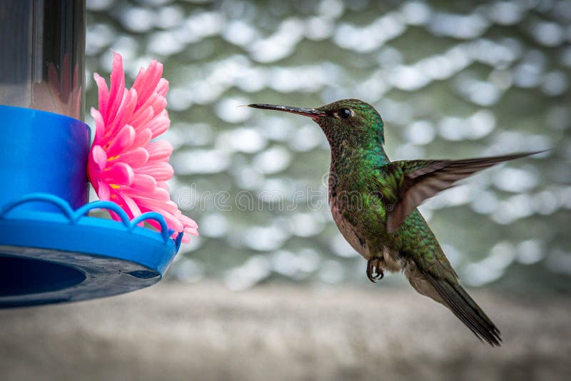 Hummingbird Flying and Drinking Water Stock Image - Image of water ...