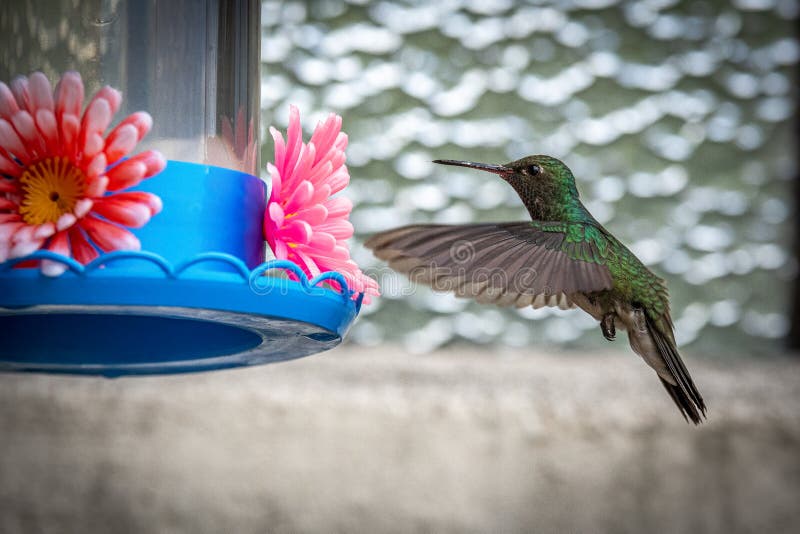 Green Hummingbird Flying and Drinking Water Stock Photo - Image of ...