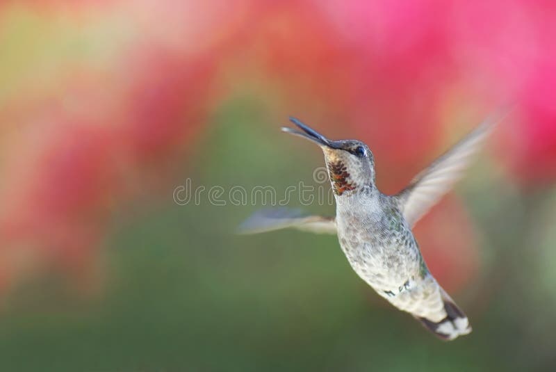 Hummingbird stock image. Image of small, hummingbird - 28806609