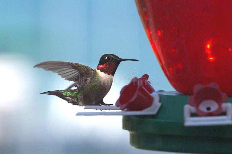 HummingBird stock image. Image of michigan, hummingbird - 623641
