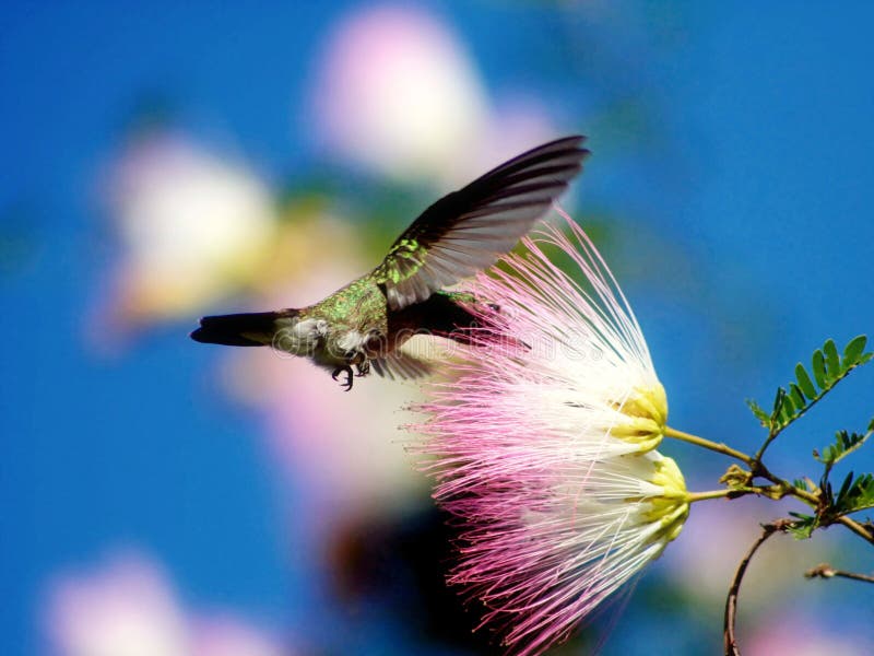 Hummingbird stock photo. Image of outdoors, fauna, humming - 1010054