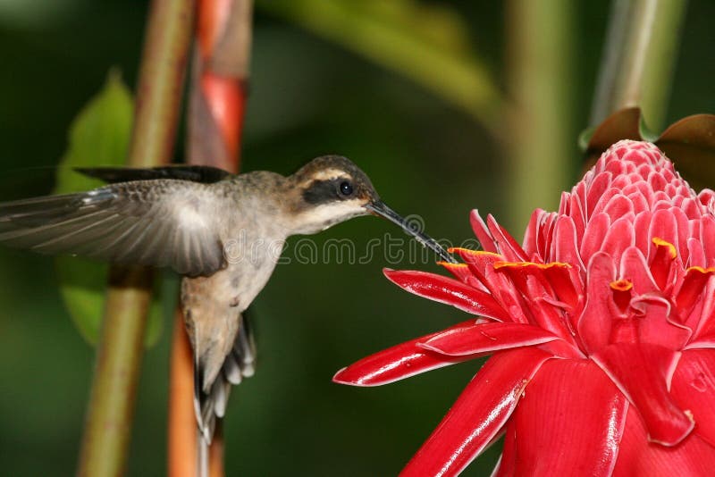 Hummingbird 7 stock photo. Image of venezuela, flying - 1464758