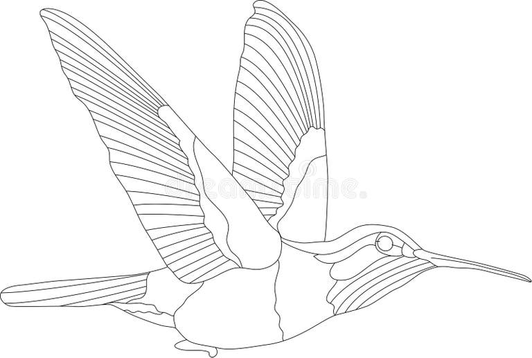 Hummingbird Pattern Outline Stock Illustrations – 773 Hummingbird ...