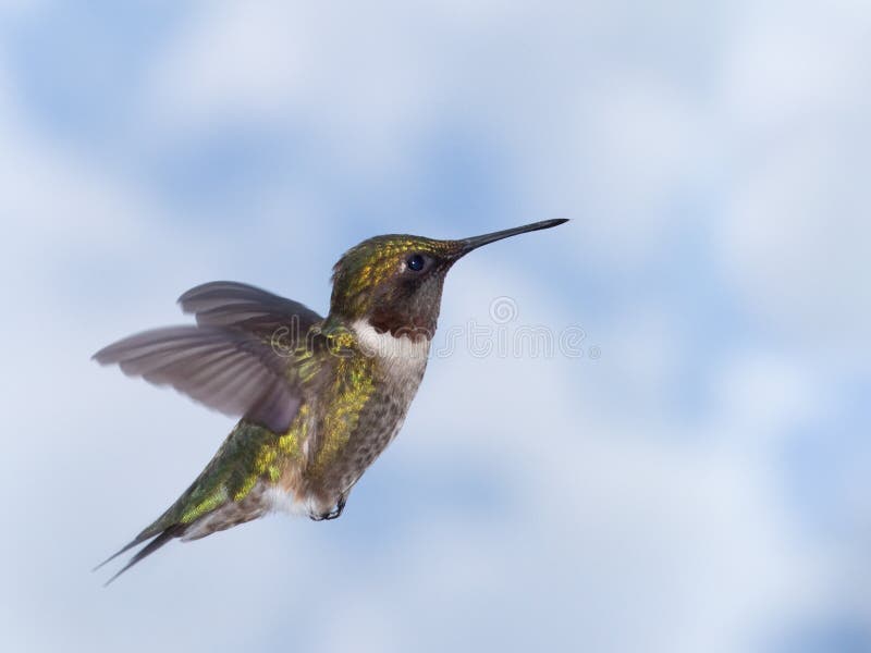 Hummingbird stock image. Image of hovering, side, profile - 9885895