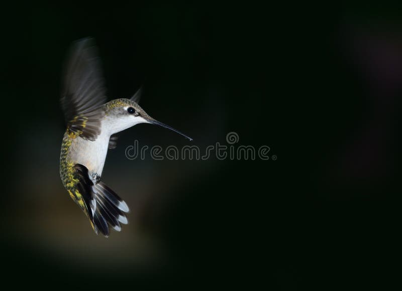 Hummingbird Action stock photo. Image of flight, bird - 71336710