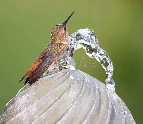 266 Hummingbird Fountain Stock Photos - Free & Royalty-Free Stock ...