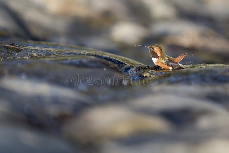 Hummingbird bathing stock photo. Image of wild, feathers - 5605018