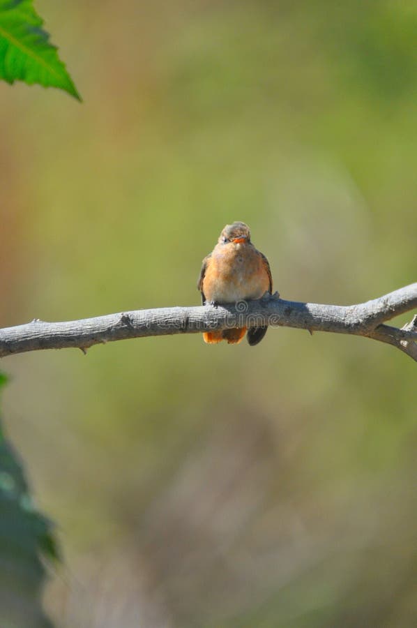 Hummingbird on branch stock photo. Image of single, perching - 20238508