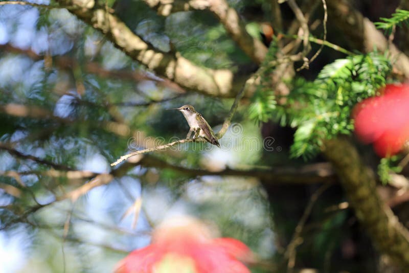 Hummingbird on a branch stock photo. Image of hummingbird - 158841116