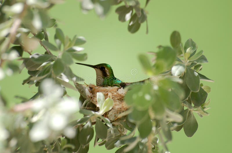 Hummingbird Breeding on Nest Stock Photo - Image of nature, green: 61291790