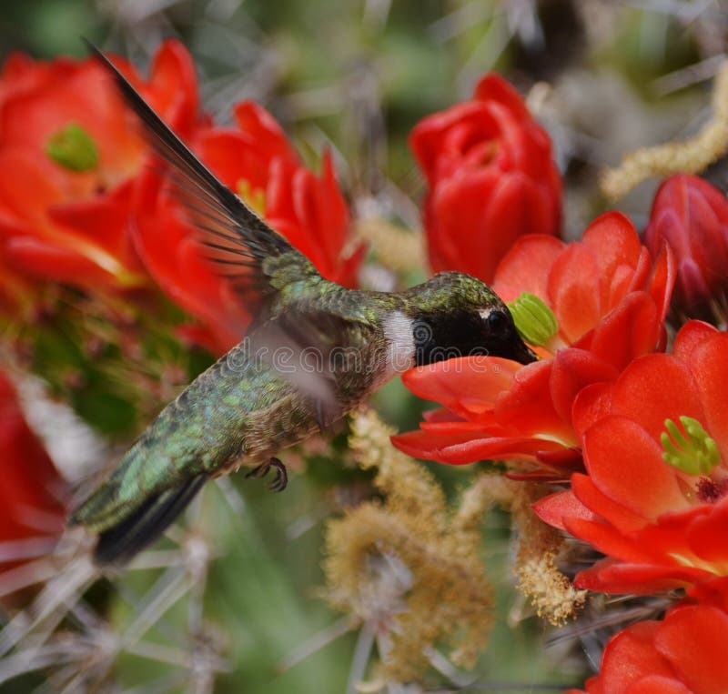 Hummingbird with Cactus Blooms. Stock Photo - Image of nectar, tiny ...