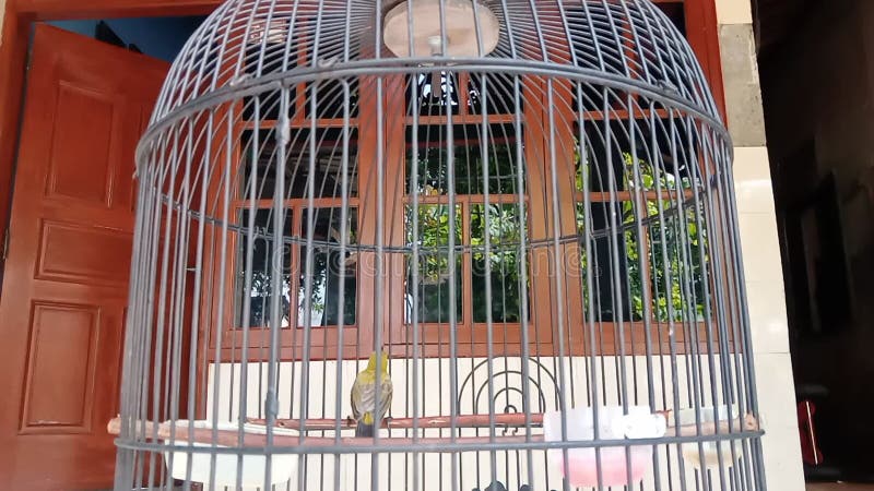Hummingbird in a cage stock footage. Video of avian - 343715584