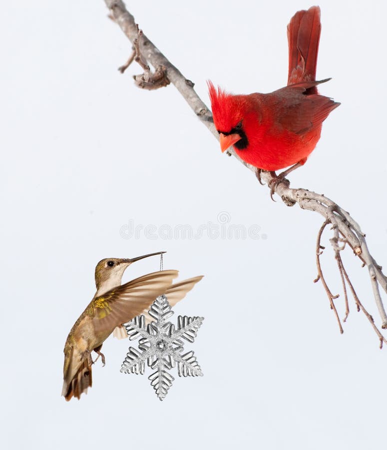 Hummingbird Carrying Snowflake Christmas Ornament Stock Photo - Image ...