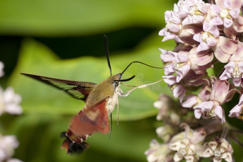 Hummingbird Clearwing Moth stock photo. Image of hovering - 21880746