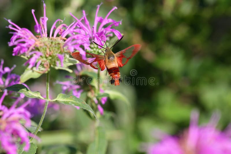 Hummingbird Hawk-moth (Macr Stock Image - Image of insect, hawk: 10293543