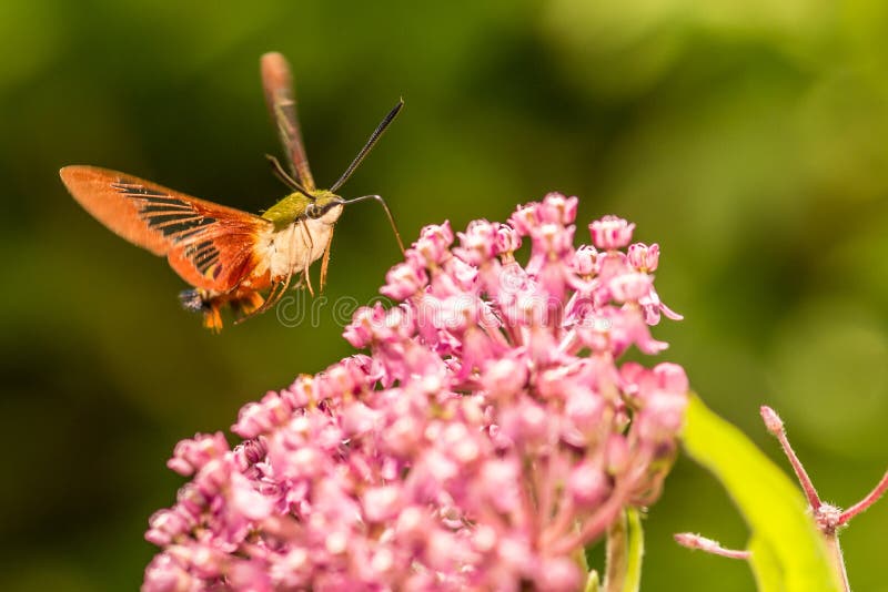Hummingbird Clearwing Hawk Moth Hovering Near Butterfly Bush Flo Stock ...