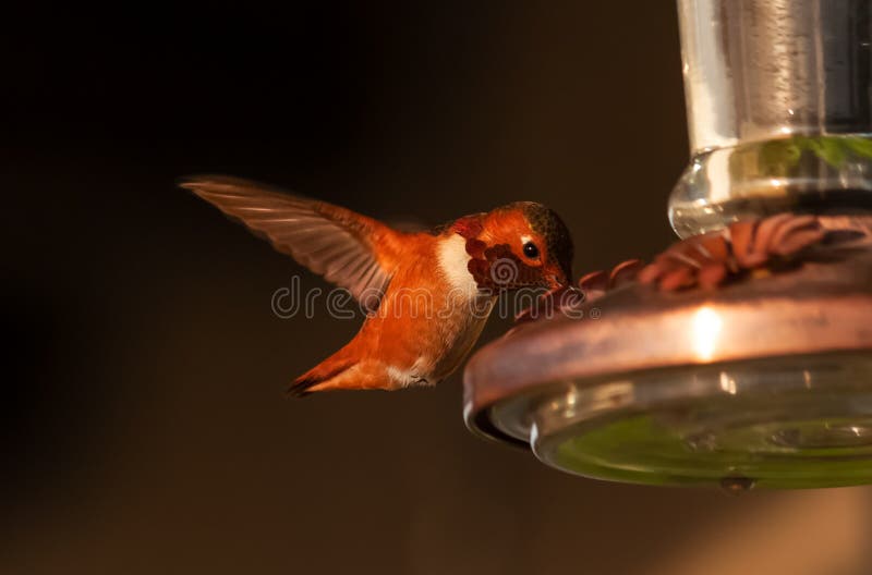 Hummingbird Close Up Looking at You Stock Photo - Image of bird ...