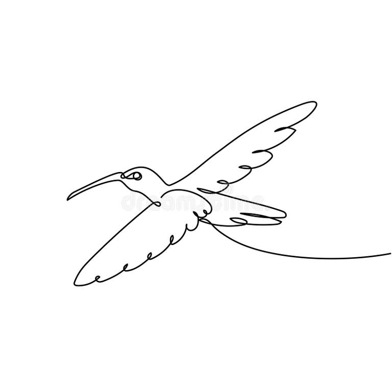 Continuous Line Drawing Hummingbird Stock Illustrations 269
