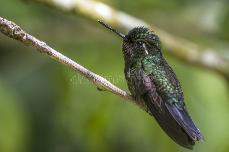 Green-crowned Brilliant. Curi Cancha, Costa Rica Stock Image - Image of ...