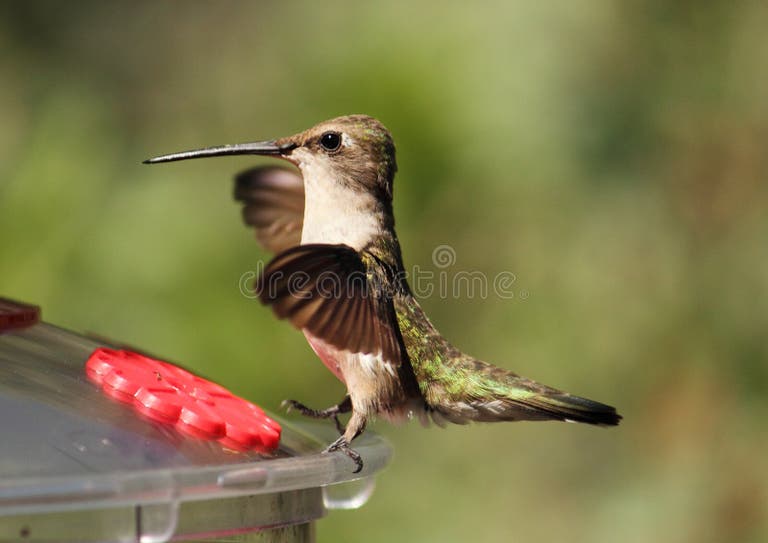 915 Black Yellow Green Hummingbird Stock Photos - Free & Royalty-Free ...