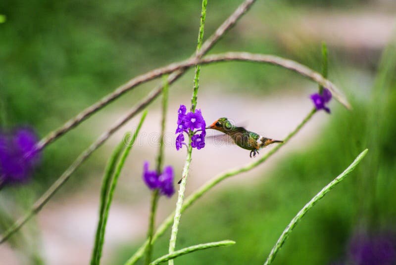 Hummingbird on a Flower in the Amazon Rainforest of Peru Stock Image ...