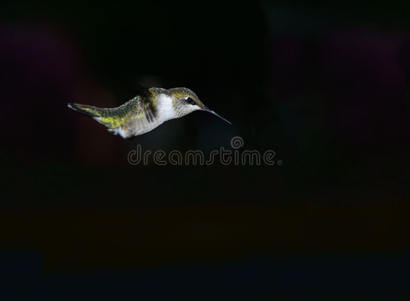 Hummingbird Dive stock image. Image of bird, feathers - 71333413
