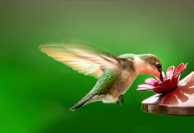 Hummingbird Drinking at a Bird Feeder in the Backyard Stock Photo ...