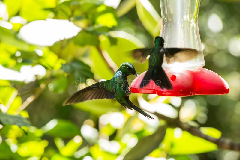 Hummingbird Drinking from a Container Stock Photo - Image of feeding ...