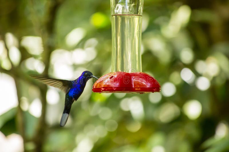 Hummingbird Drinking from a Container Stock Photo - Image of feeding ...