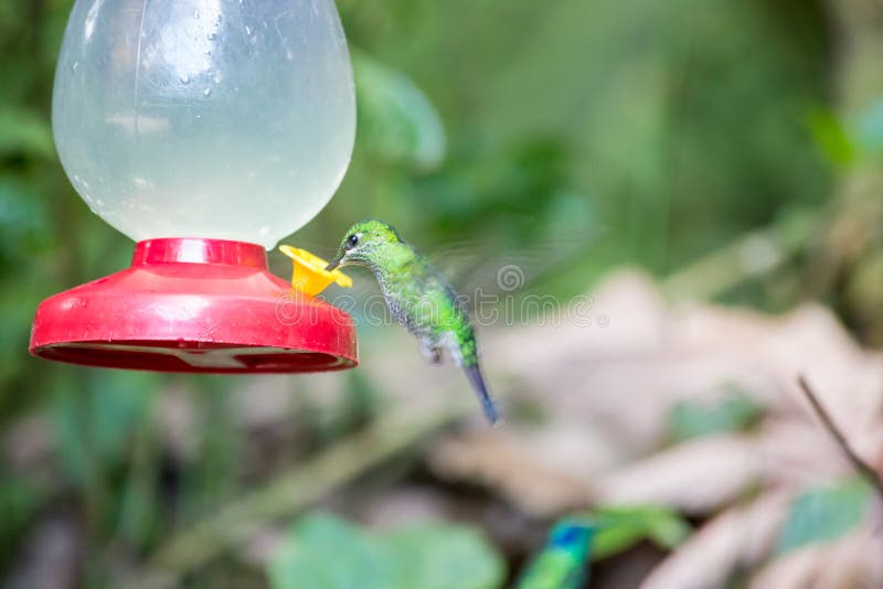 Hummingbird Drinking from a Container Stock Photo - Image of feeding ...