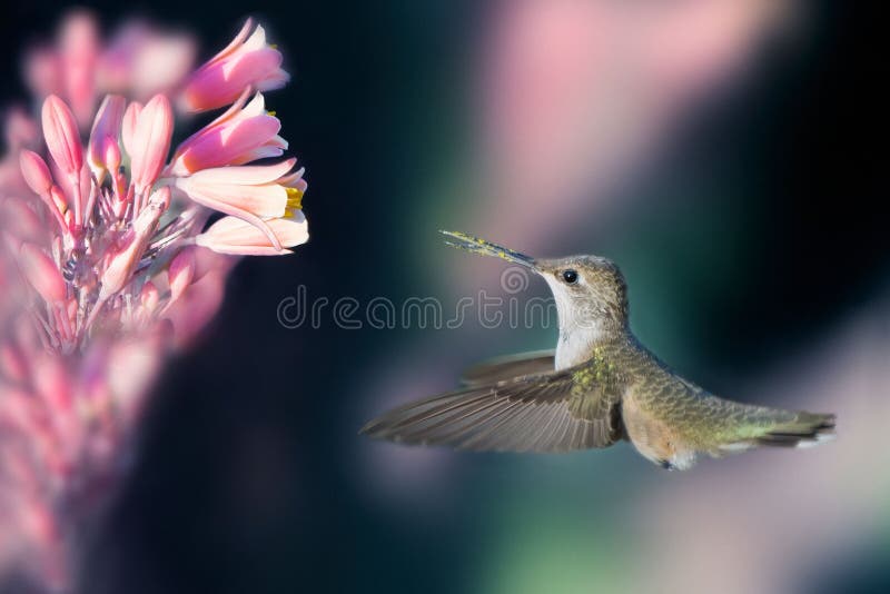 Hummingbird Drinking a Water from a Purple Flower Stock Photo - Image ...