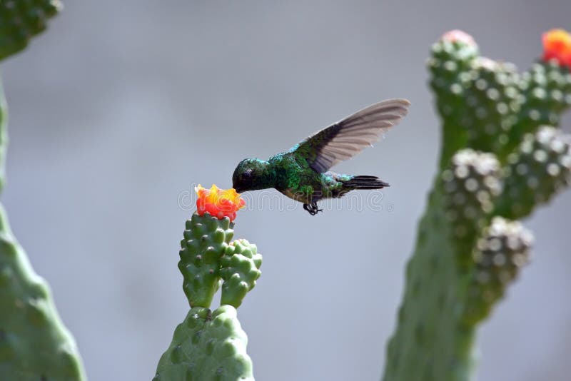 Hummingbird with Cactus Blooms. Stock Photo - Image of nectar, tiny ...